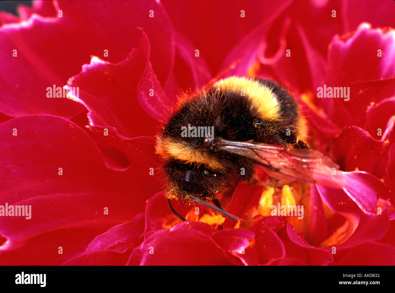 Bee hovering above flower hi-res stock photography and images - Alamy