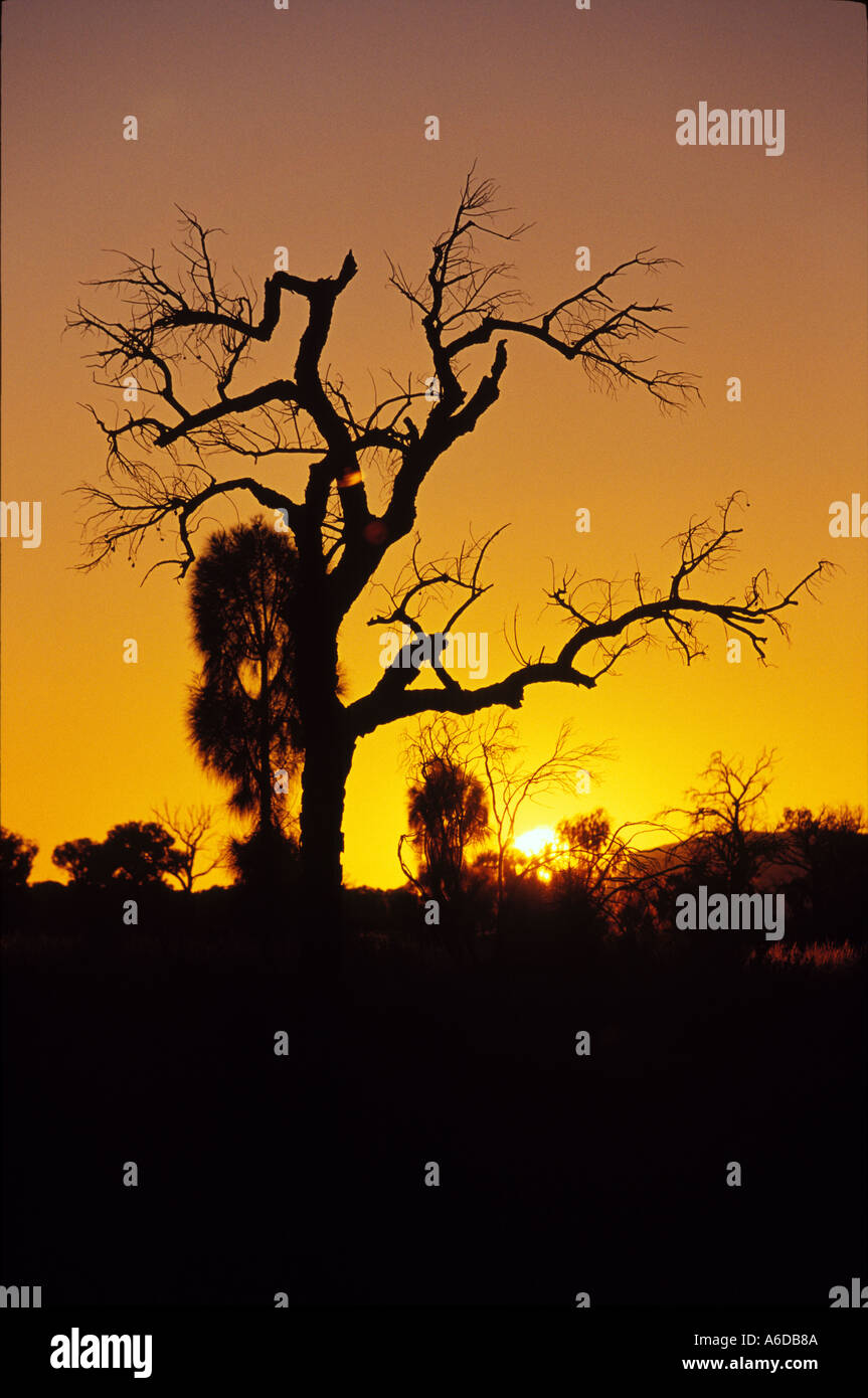 Tree silhouette at sunrise Stock Photo - Alamy