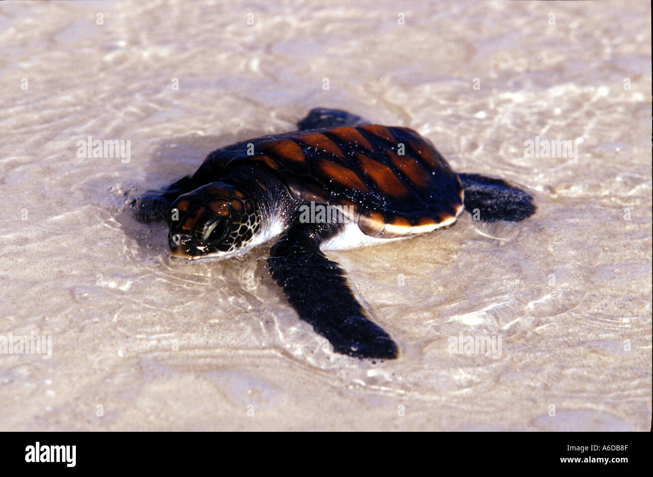 Baby turtle in shallows Stock Photo - Alamy