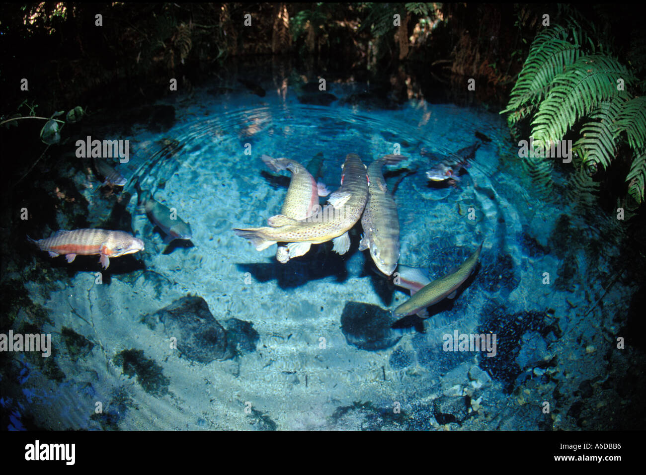 Trout in stream Stock Photo - Alamy