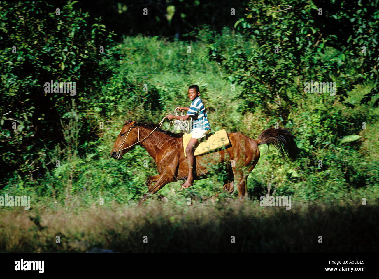 Fijian boy on his horse Stock Photo - Alamy