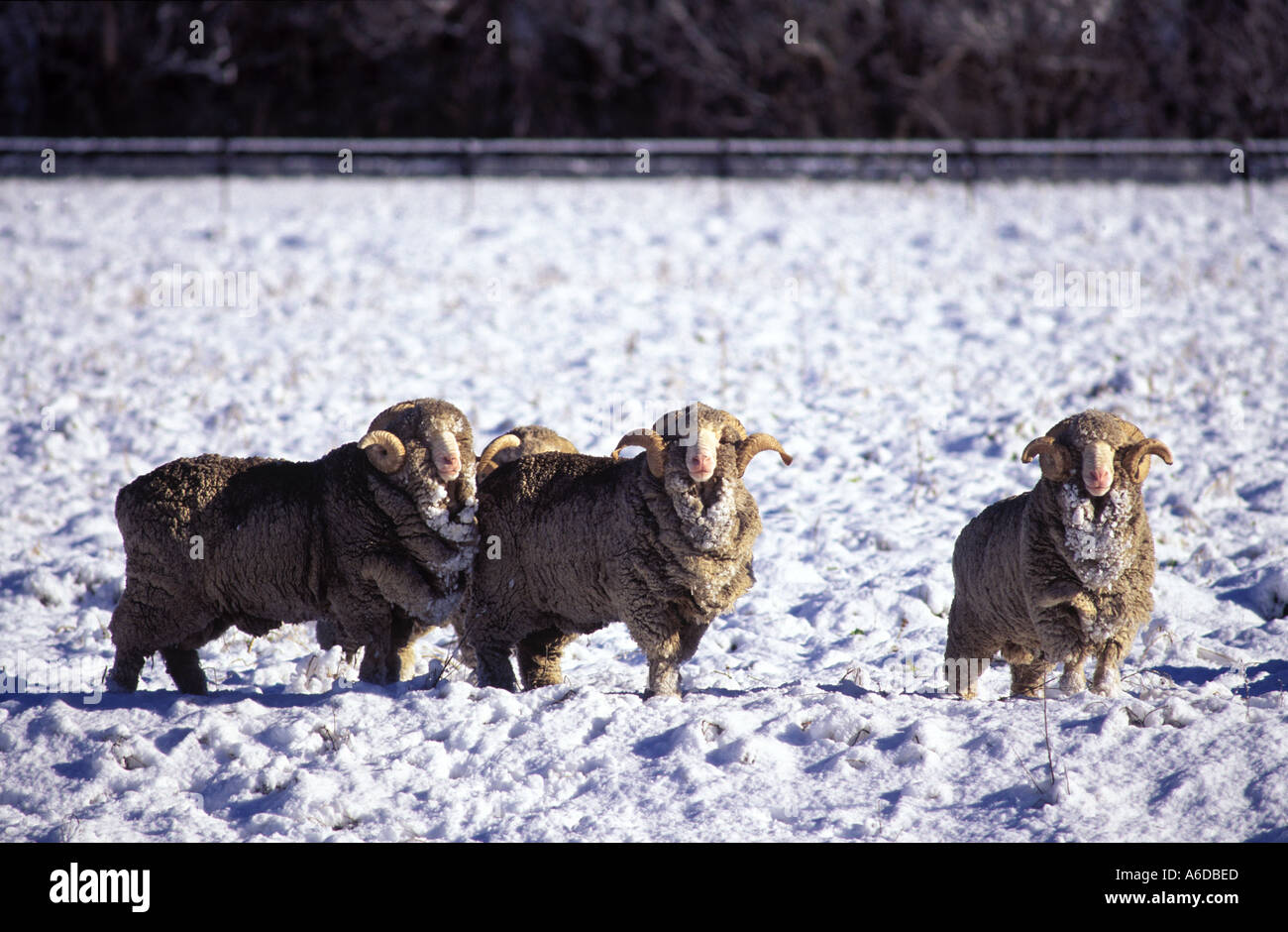 High country sheep in snow New Zealand Stock Photo - Alamy