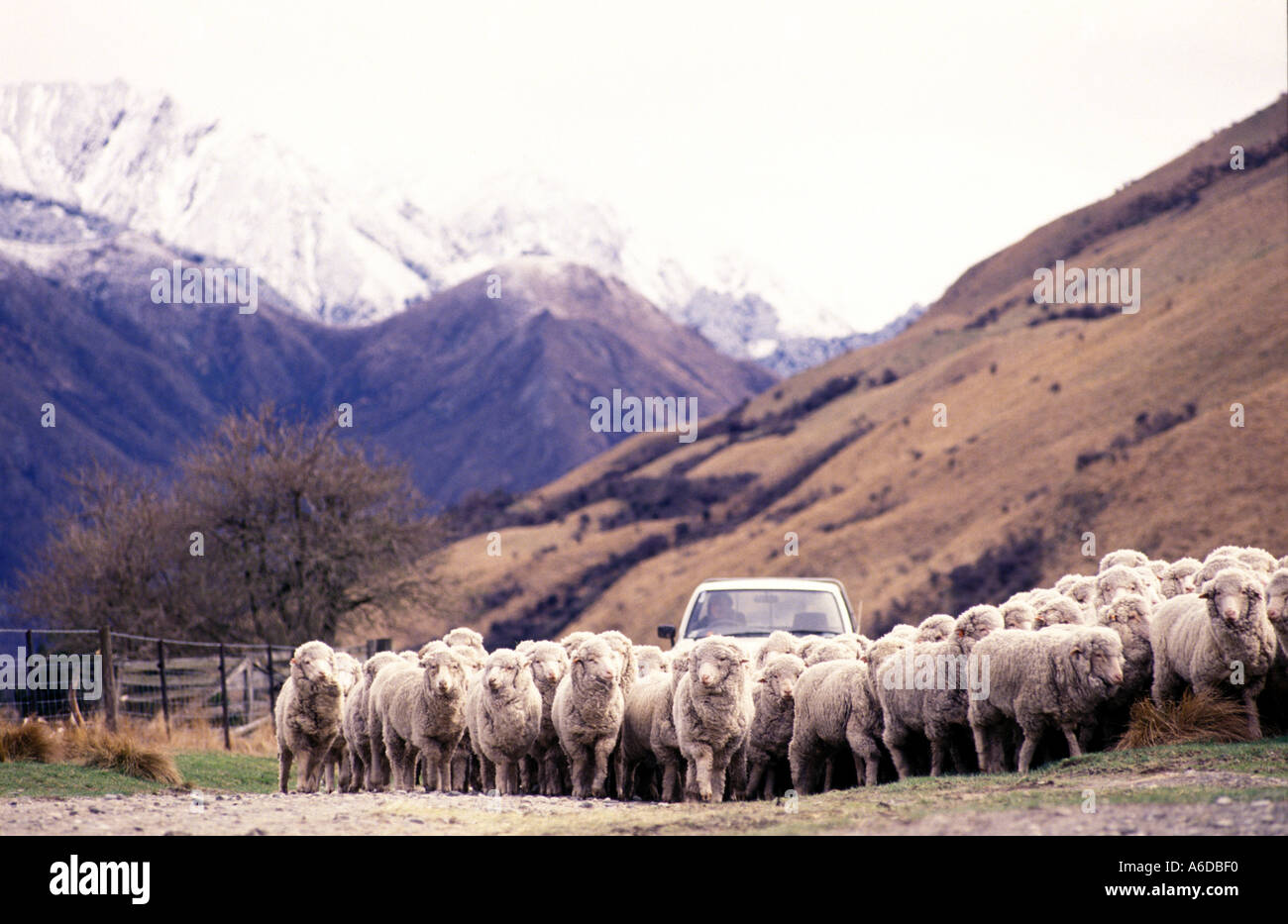 Farmer moving sheep along country road New Zealand Stock Photo - Alamy
