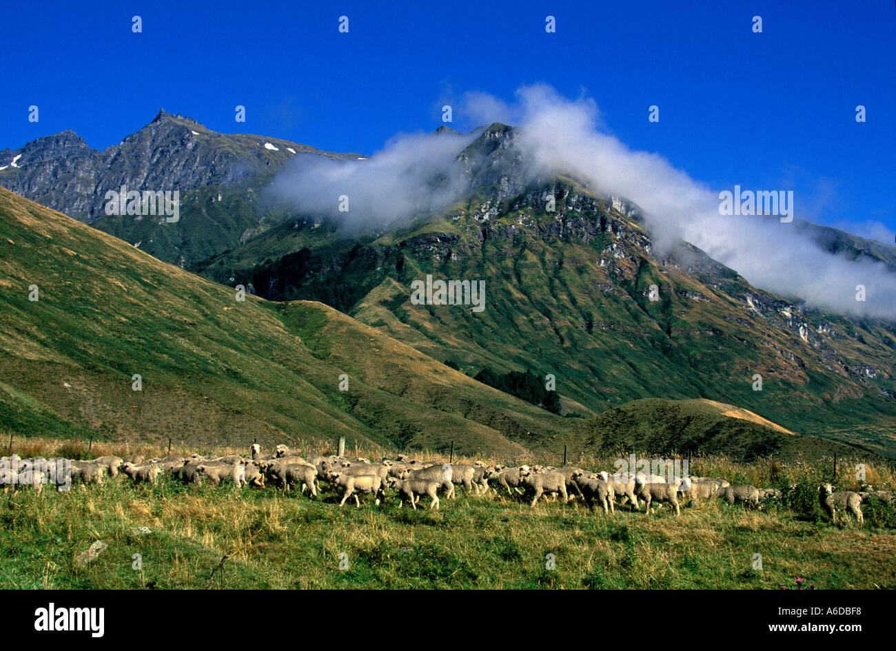 Alpine farm scene Wanaka New Zealand Stock Photo - Alamy