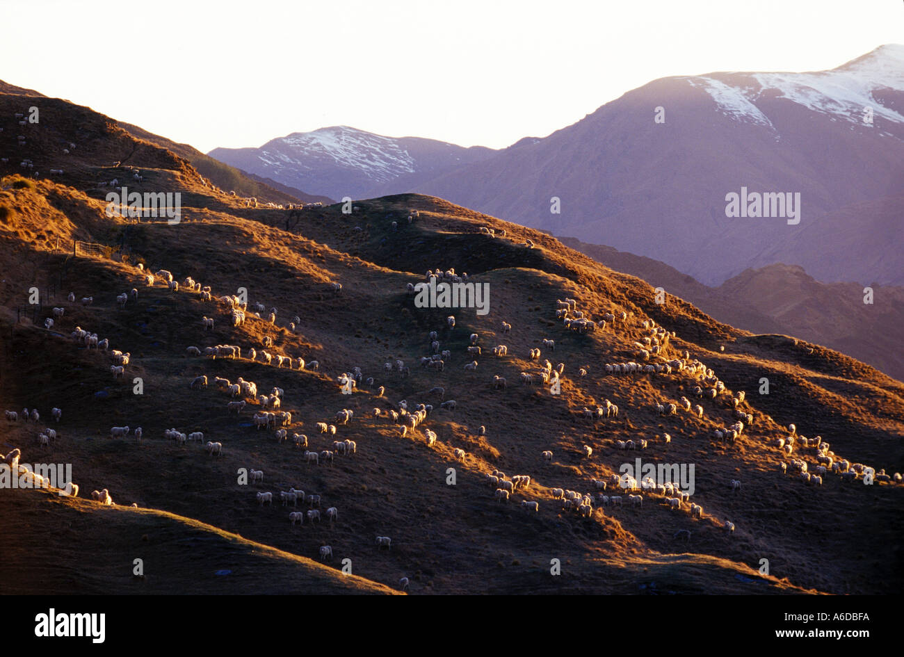 Alpine farm scene Coronet Peak New Zealand Stock Photo - Alamy
