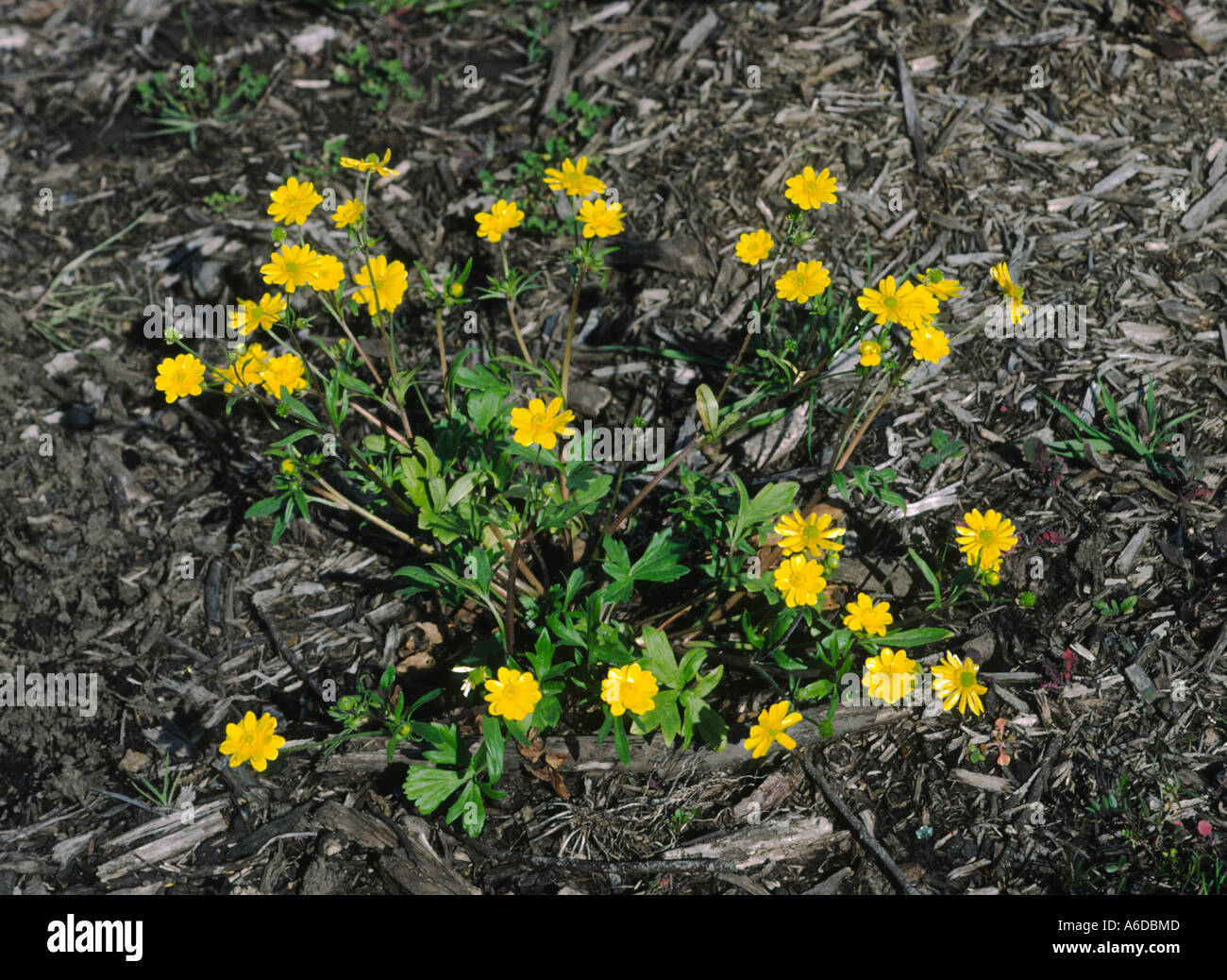 California buttercup Ranunculus californicus Stock Photo - Alamy