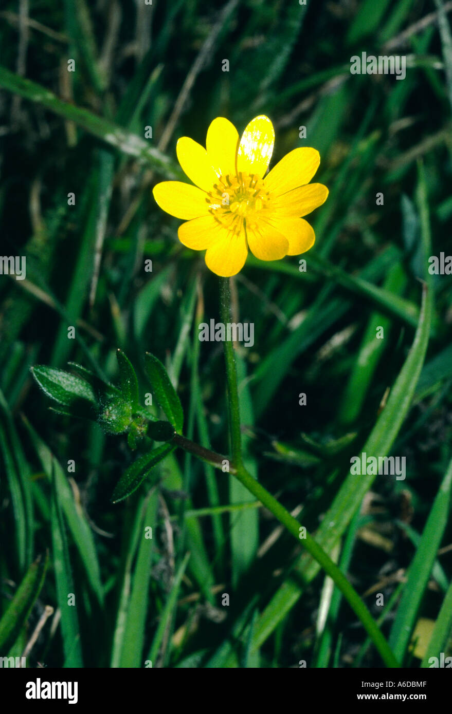 Ranunculus californicus hi-res stock photography and images - Alamy