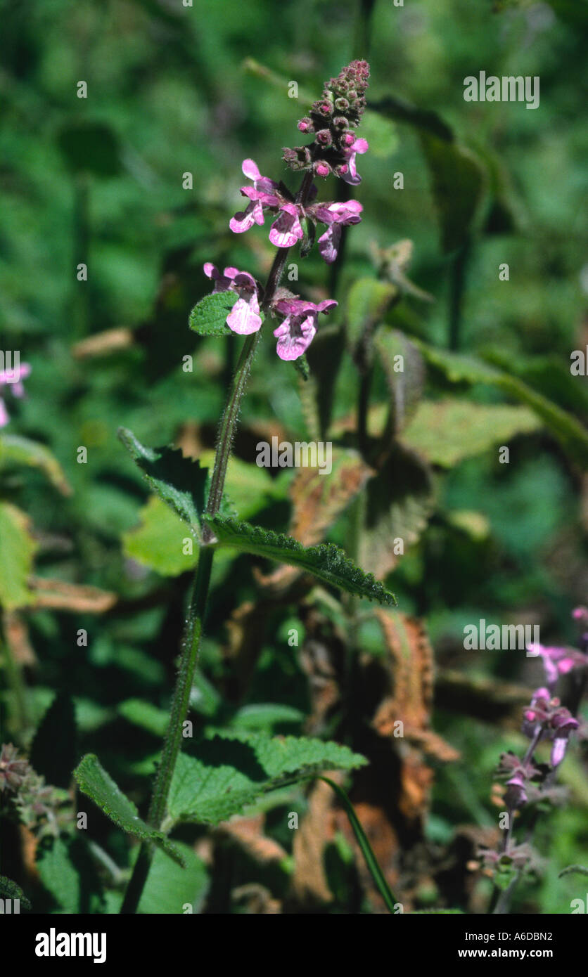 24447a California hedge nettle Stachys bullata mint family Stock Photo ...