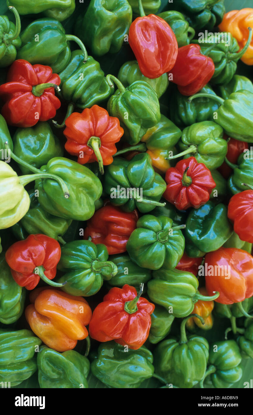 Hot Pepper Martinique West Indies Caribbean Stock Photo - Alamy