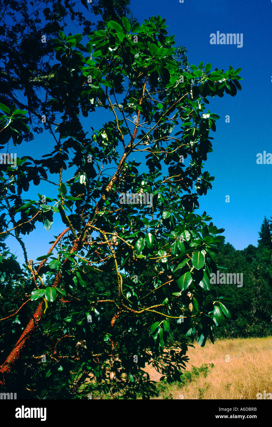 Madrone leaf hi-res stock photography and images - Alamy