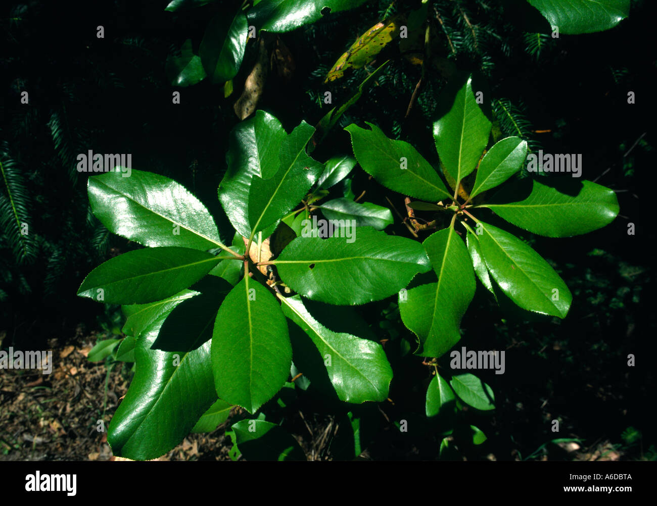 24744 Pacific madrone tree Arbutus menziesii limb leaf Stock Photo - Alamy