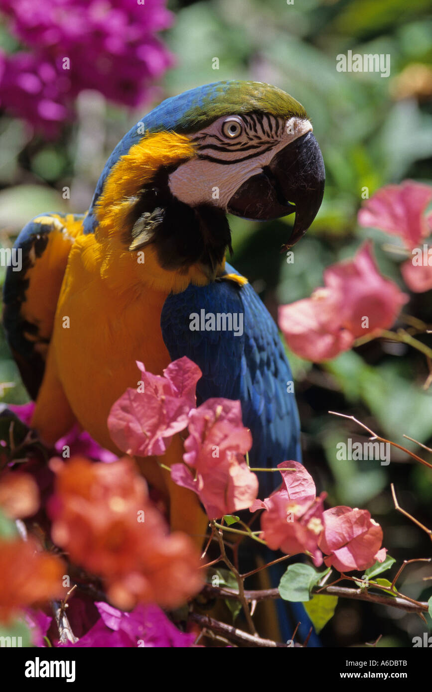 Parrot from Guyana Stock Photo - Alamy