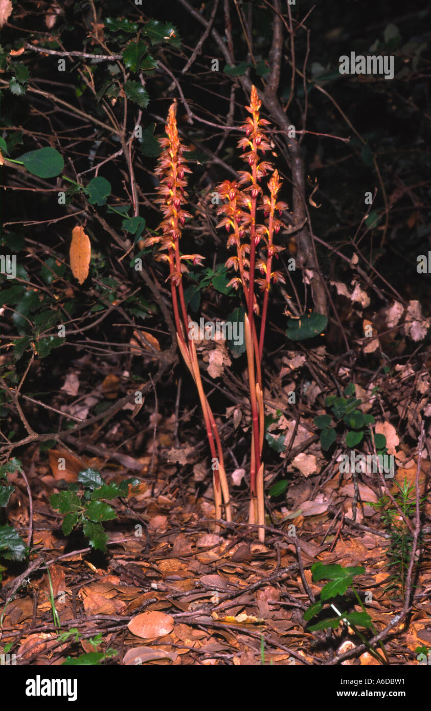 24791 Striped coral root orchid Corallorhiza striata Stock Photo - Alamy