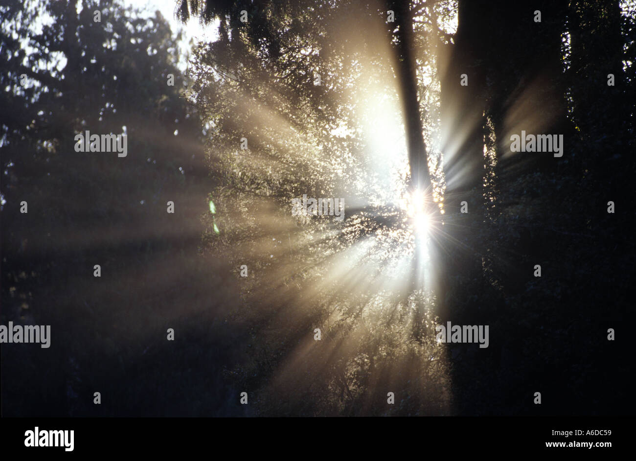 Sun shing through trees in the mist Stock Photo - Alamy