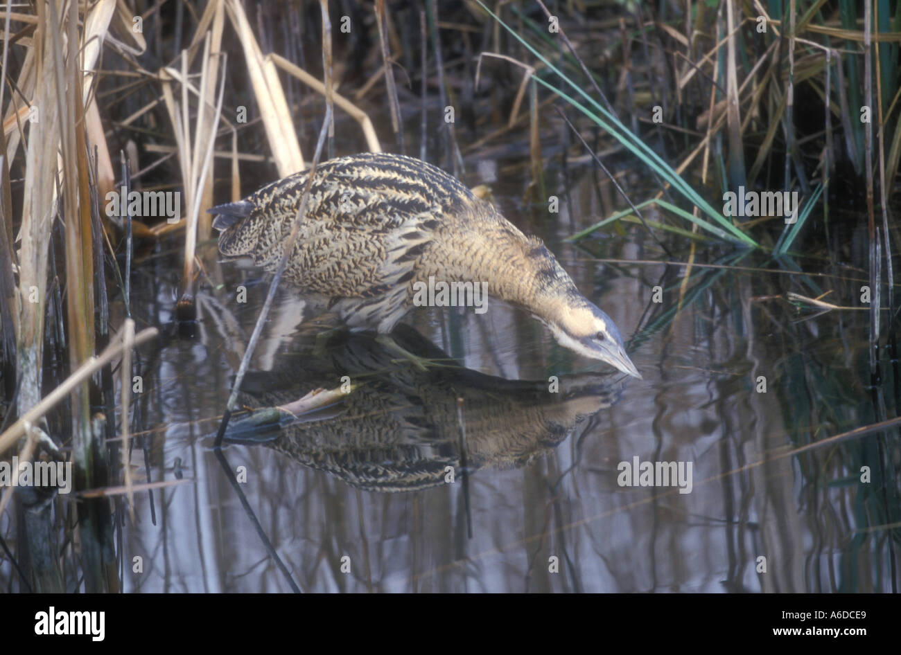 BITTERN Botaurus stellaris Stock Photo - Alamy