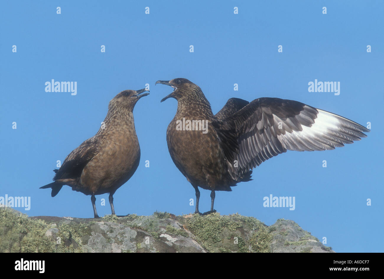 GREAT SKUA Stercorarius skua Stock Photo - Alamy