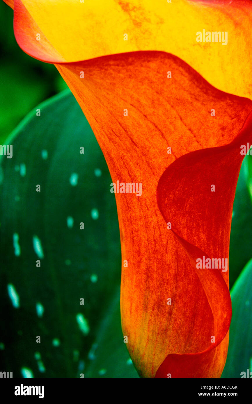 Close-up of a Calla Lily Stock Photo - Alamy
