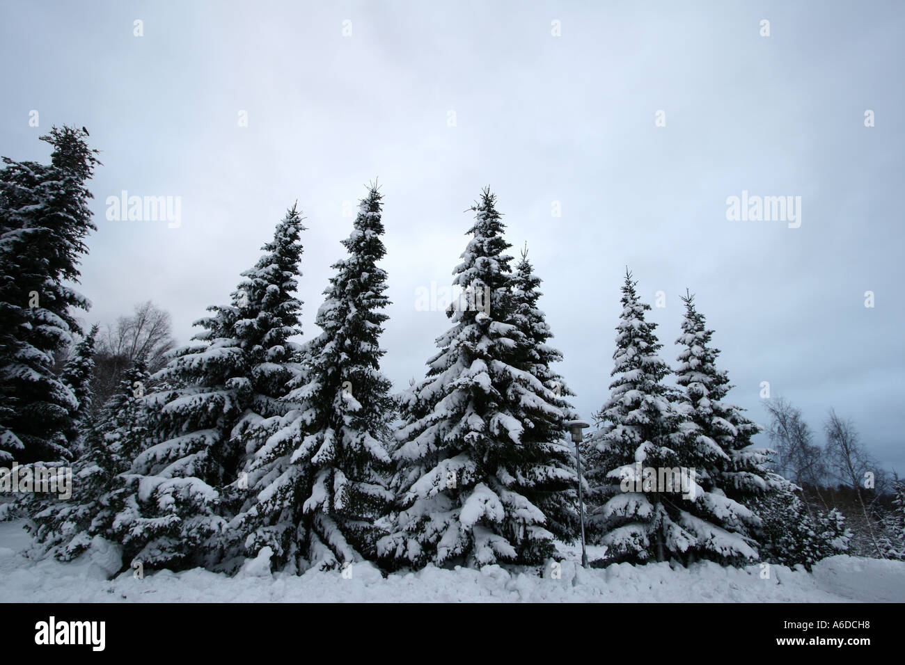 forest under the snow in winter in denmark Stock Photo - Alamy