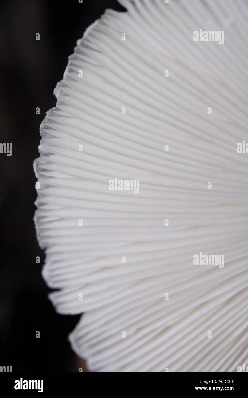 Funghi agaricus hi-res stock photography and images - Alamy