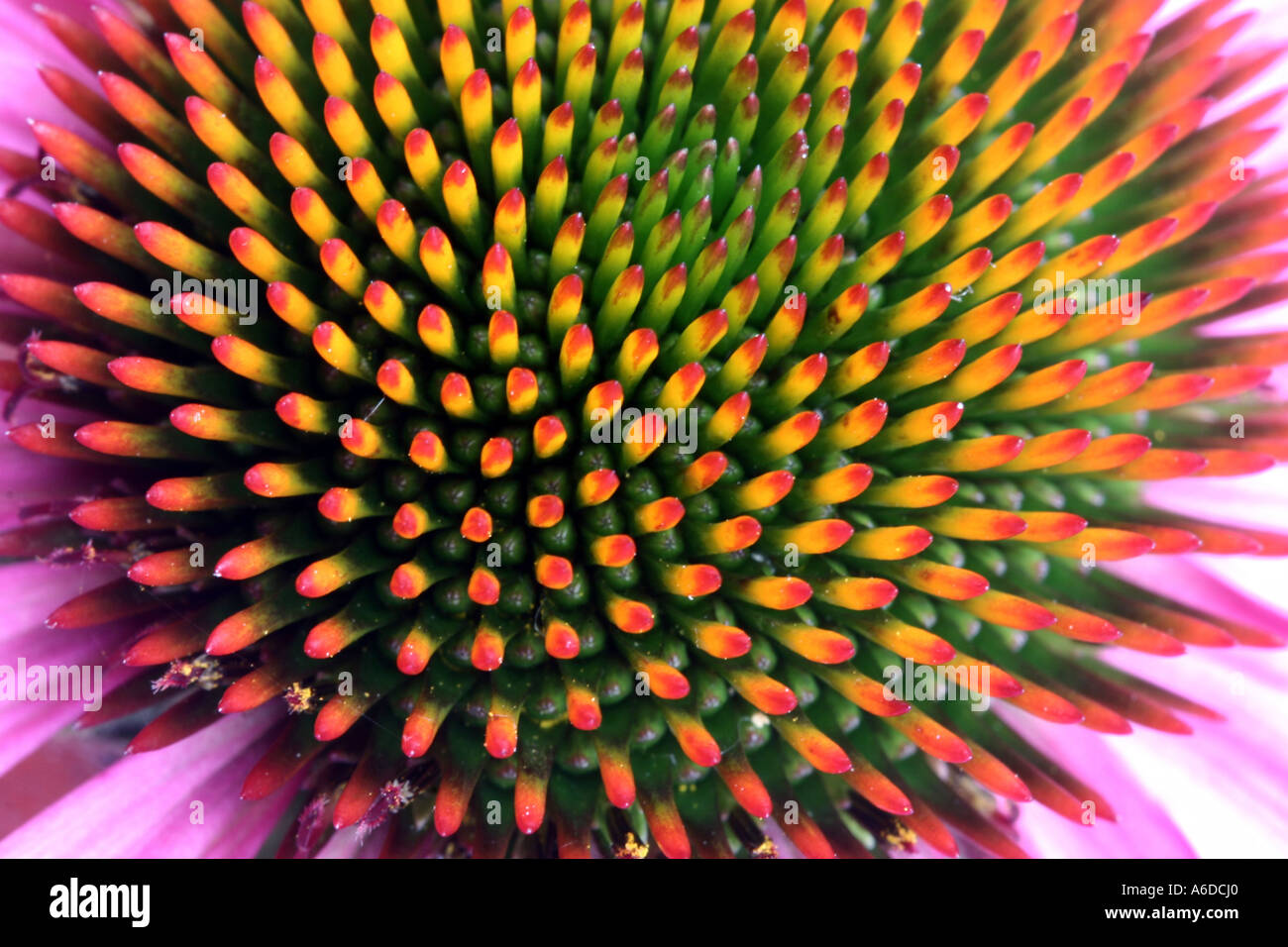 closeup picture of a flower Stock Photo - Alamy