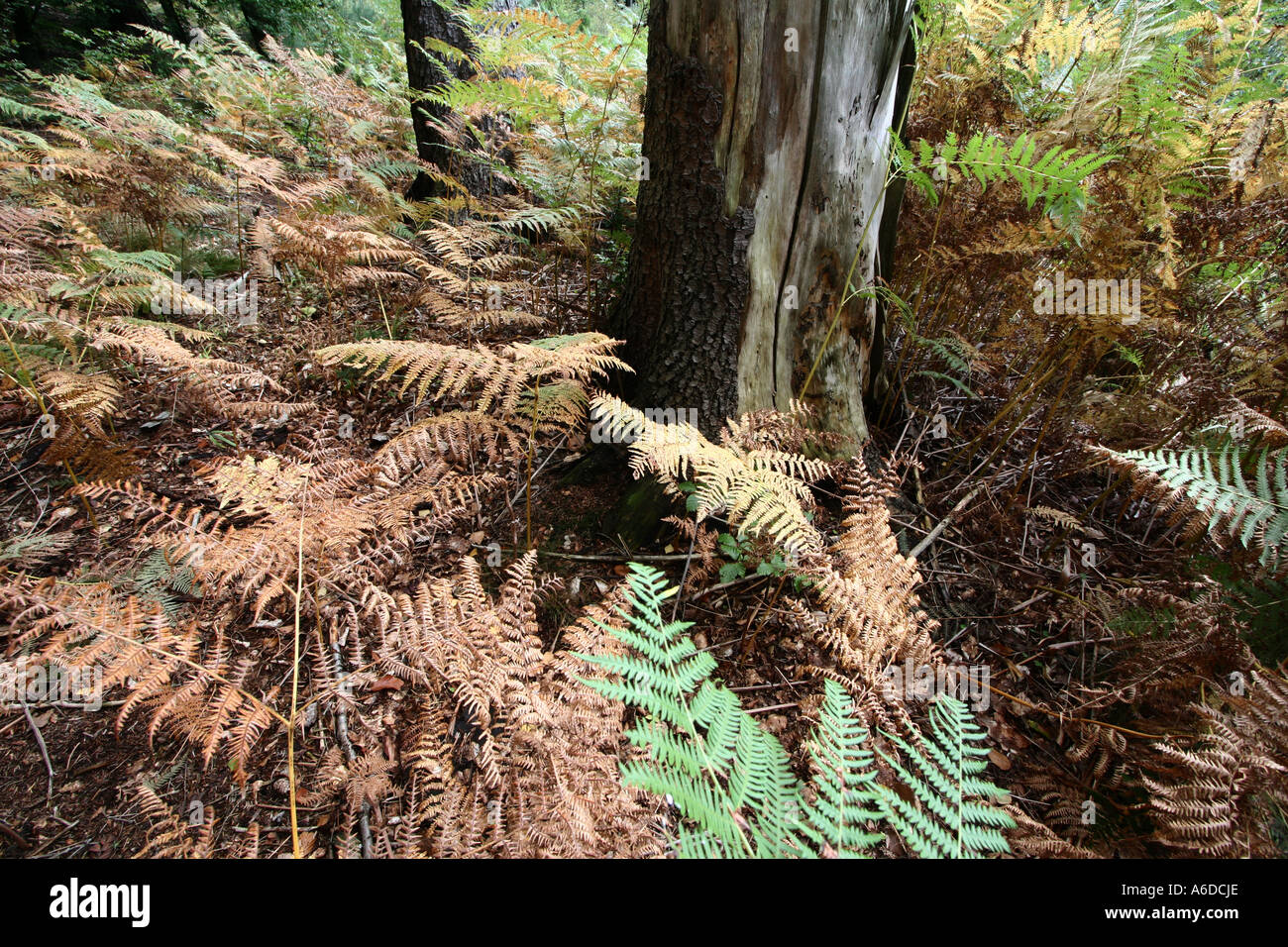 forest closeup on pine trees trunks autumn in the countryside in ...