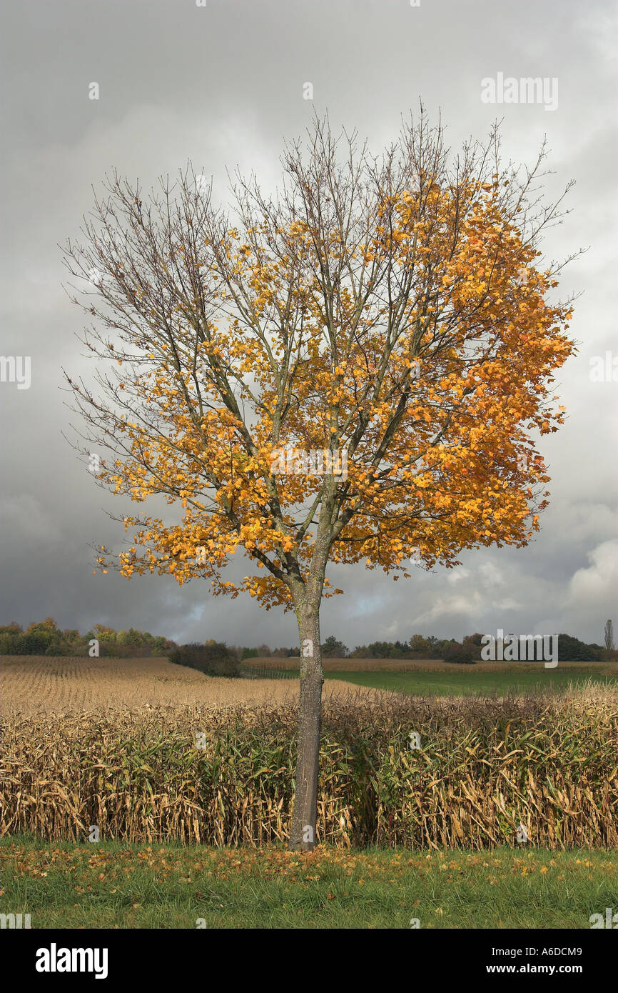 tree in autumn in the countryside in alsace france Stock Photo - Alamy