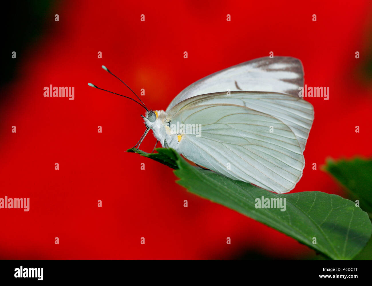 Close-up of a Great Southern White butterfly on a leaf (Ascia monuste ...