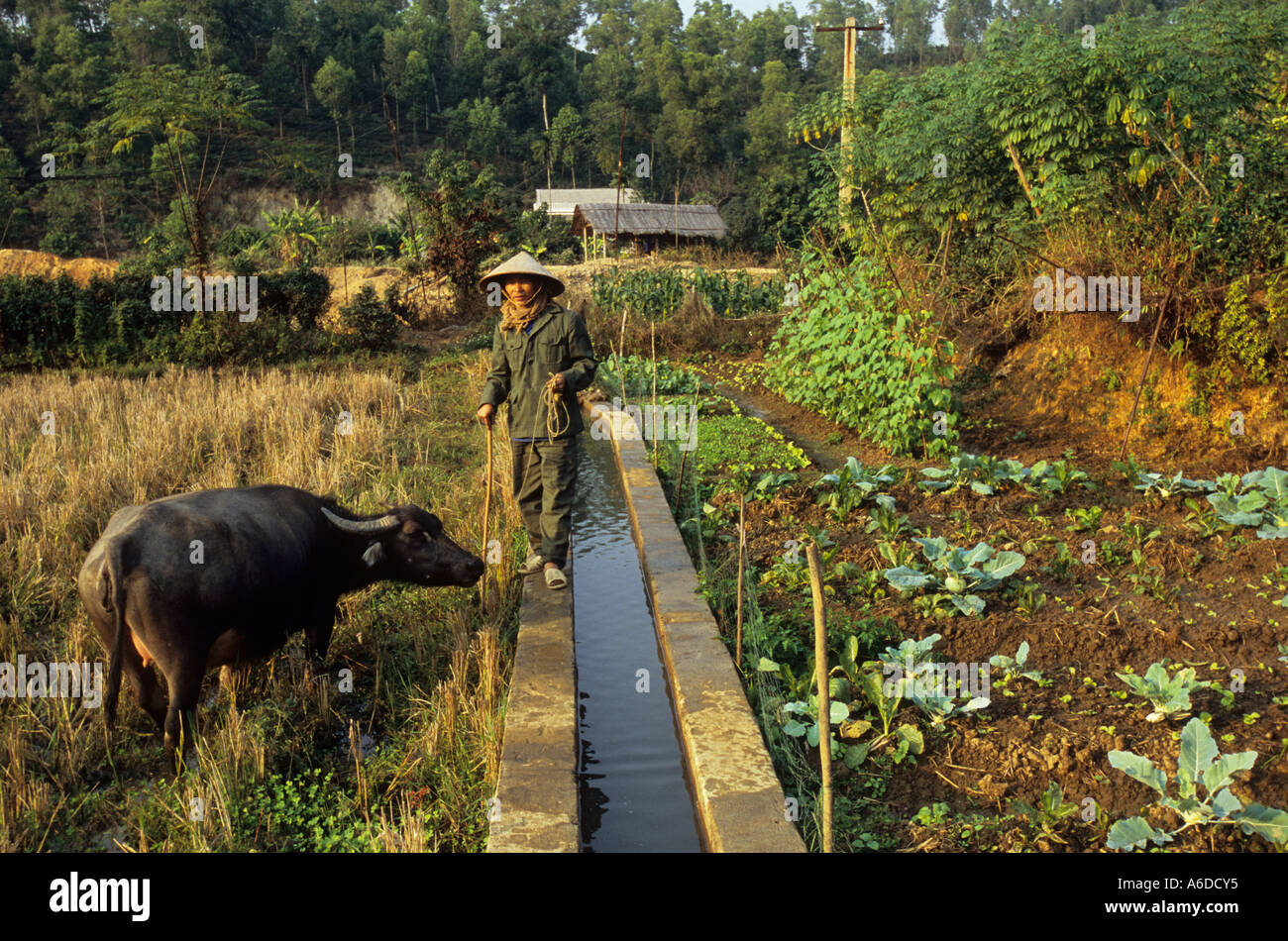 Tin mining operations, Thai Nguyen Province, Vietnam Stock Photo - Alamy