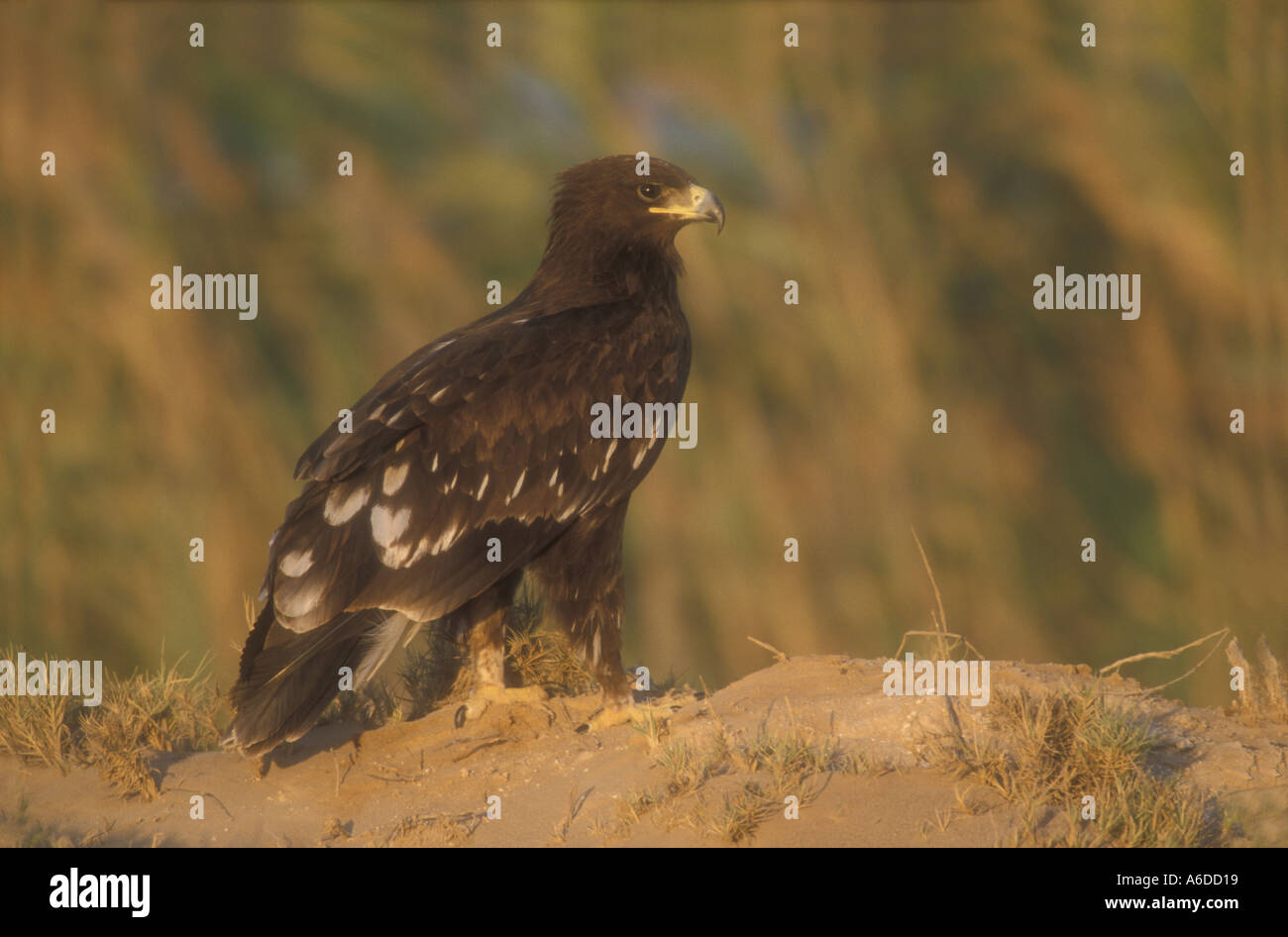 GREAT SPOTTED EAGLE Aquila clanga Stock Photo - Alamy