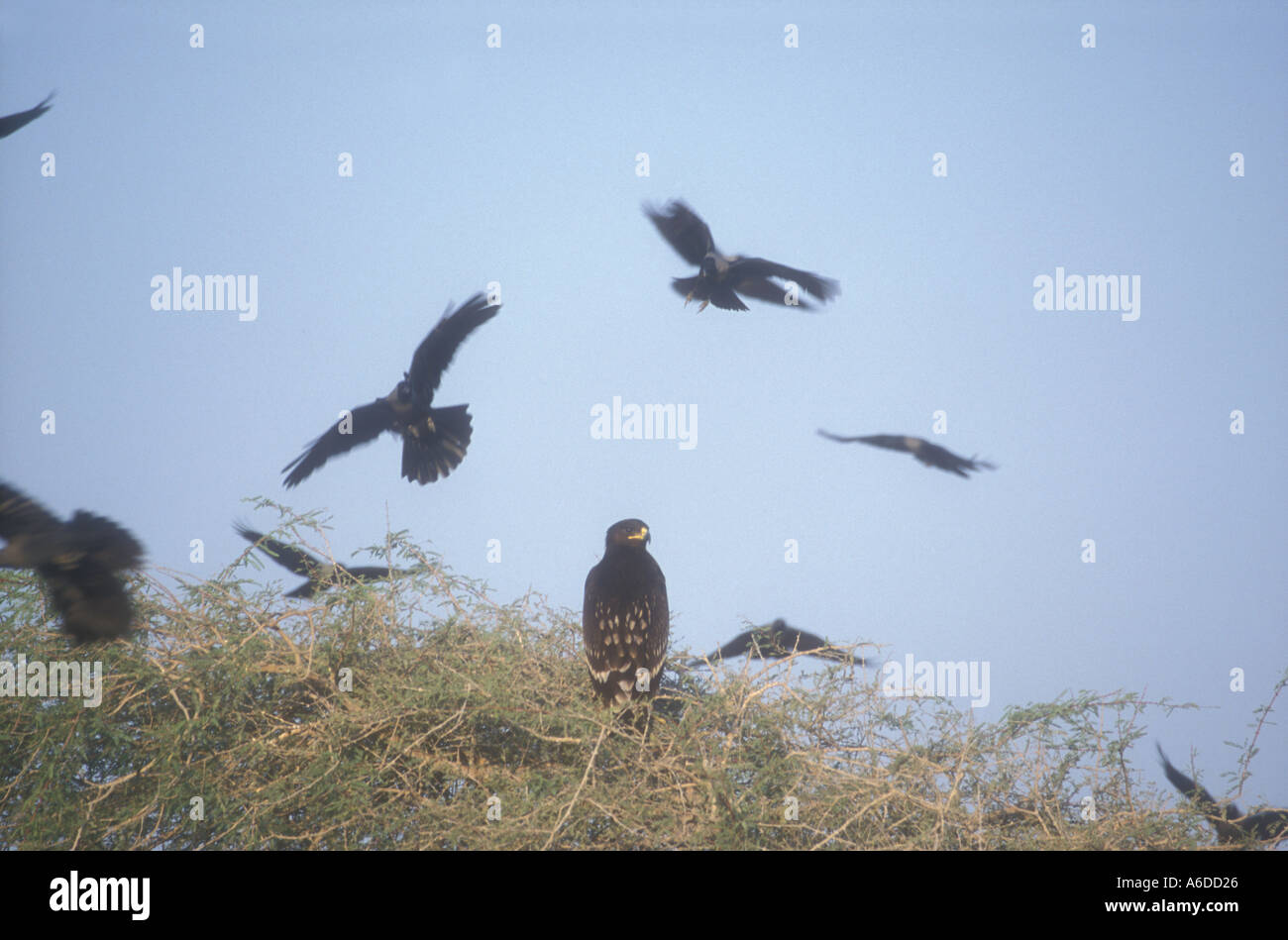GREAT SPOTTED EAGLE Aquila clanga Stock Photo - Alamy