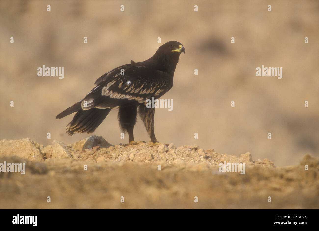 GREAT SPOTTED EAGLE Aquila clanga Stock Photo - Alamy