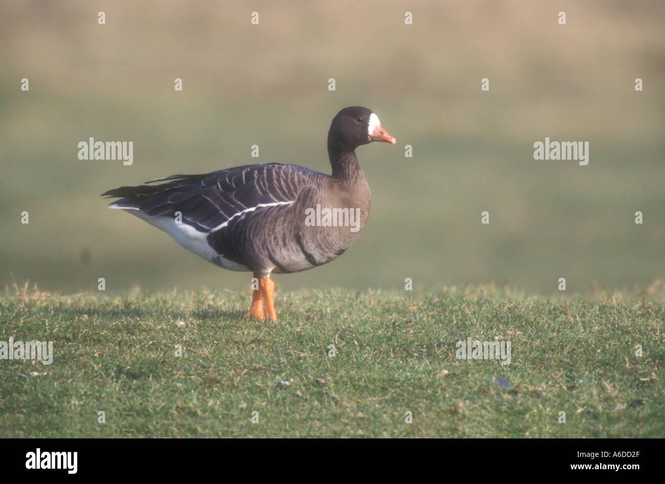 WHITE FRONTED GOOSE Anser albifrons Stock Photo - Alamy