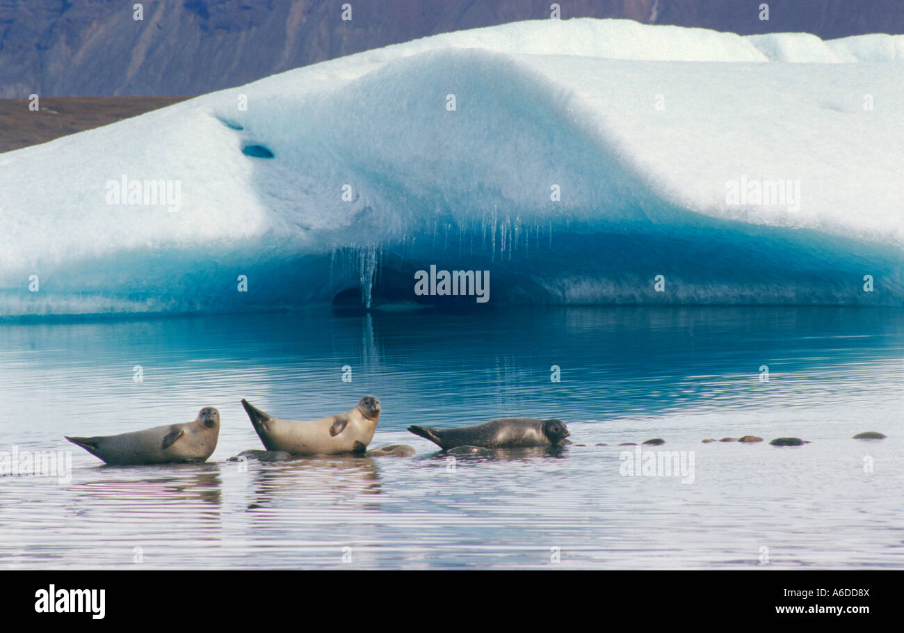 Three seals in water, Jokulsarlon, Iceland Stock Photo - Alamy