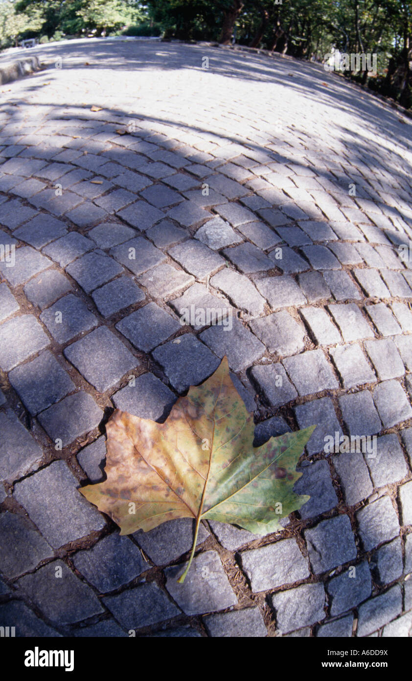 High angle view of a fallen maple leaf on a walkway Stock Photo - Alamy
