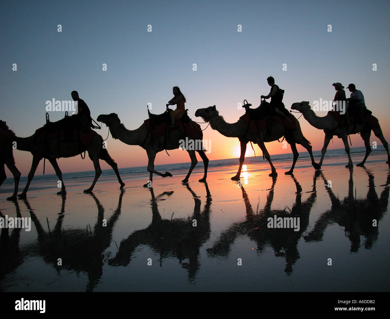 Camel train western australia hi-res stock photography and images - Alamy