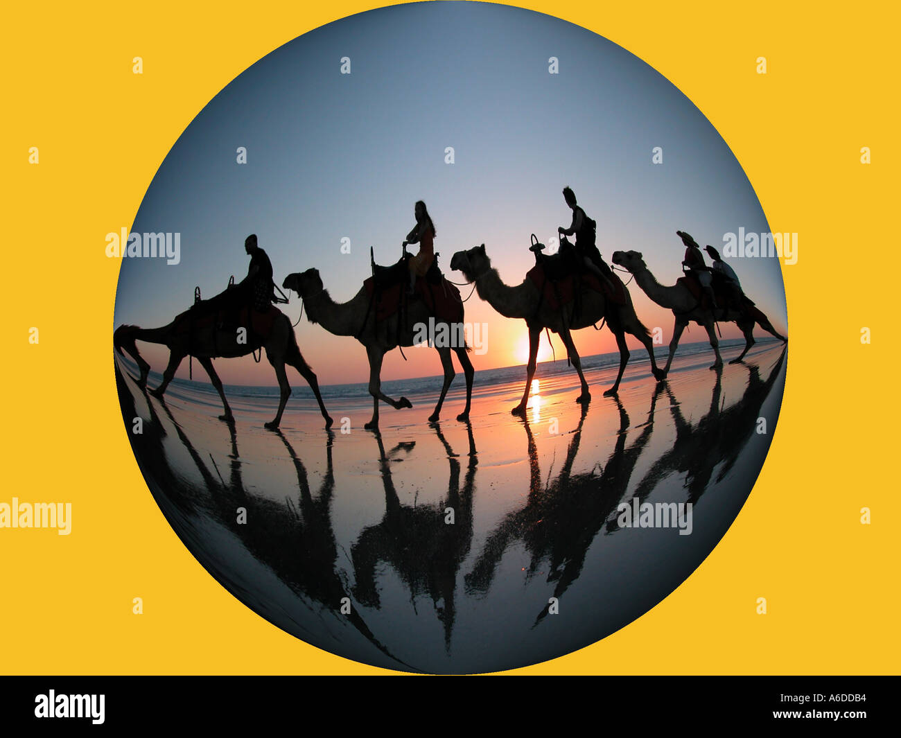 Camel train western australia hi-res stock photography and images - Alamy