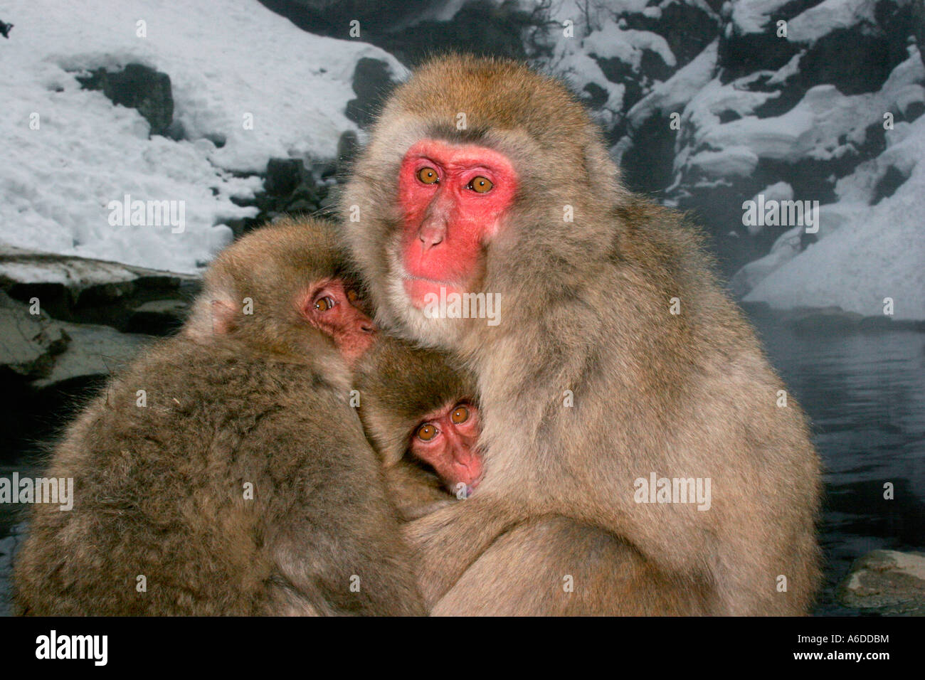 Close-up of a Japanese Macaque sitting with its young one (Macaca ...