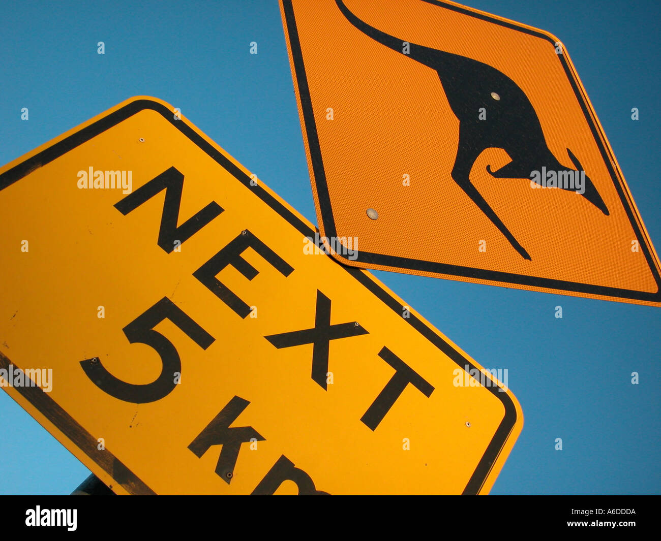 Outback road sign warning of kangaroos Stock Photo - Alamy