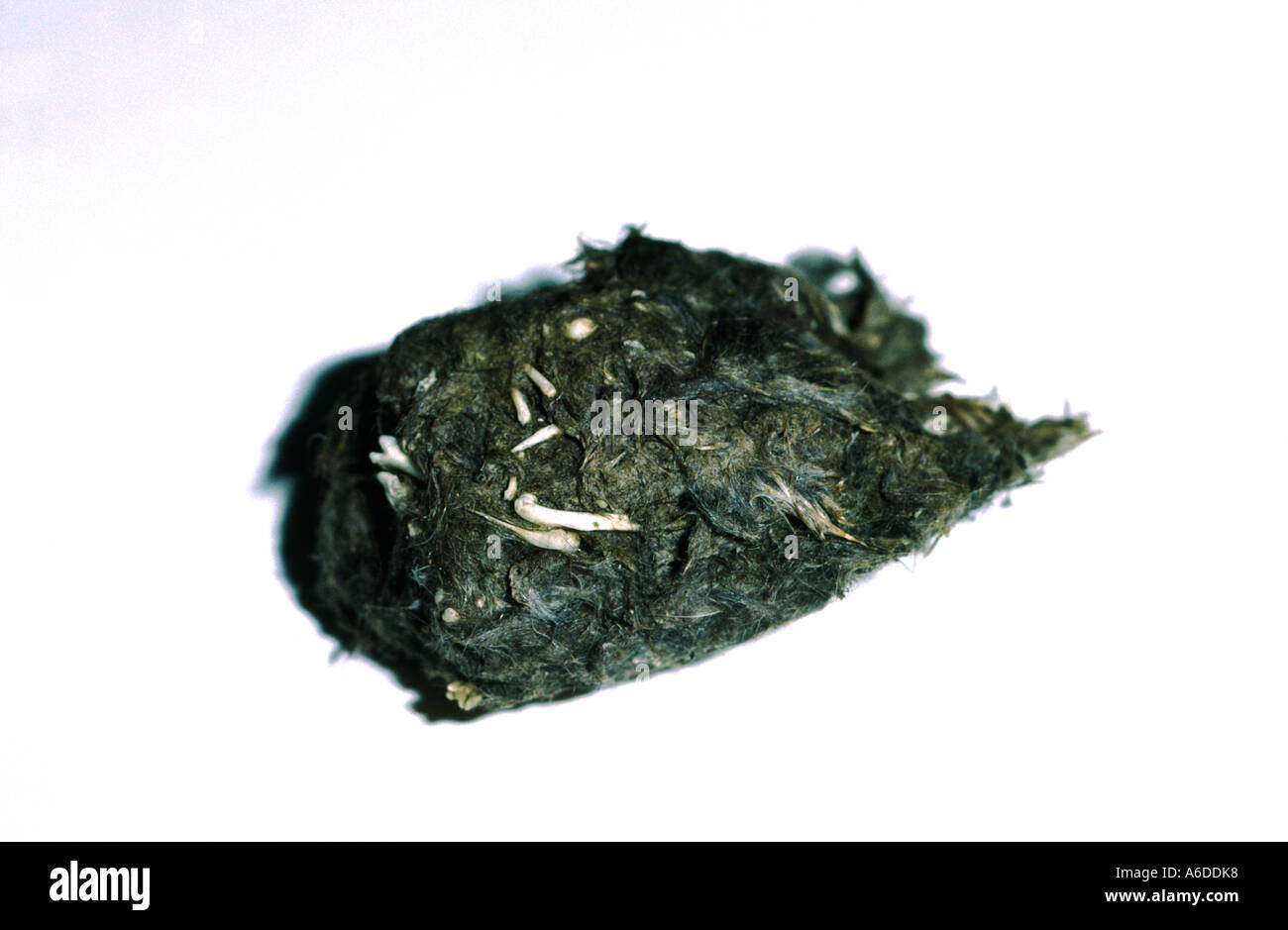 12609 owl pellet regurgitated rodent fur bones not digested Stock Photo ...