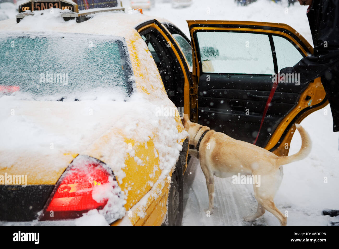 NEW YORK CITY TAXI WITH DOG ENTERING, SNOWSTORM Stock Photo - Alamy
