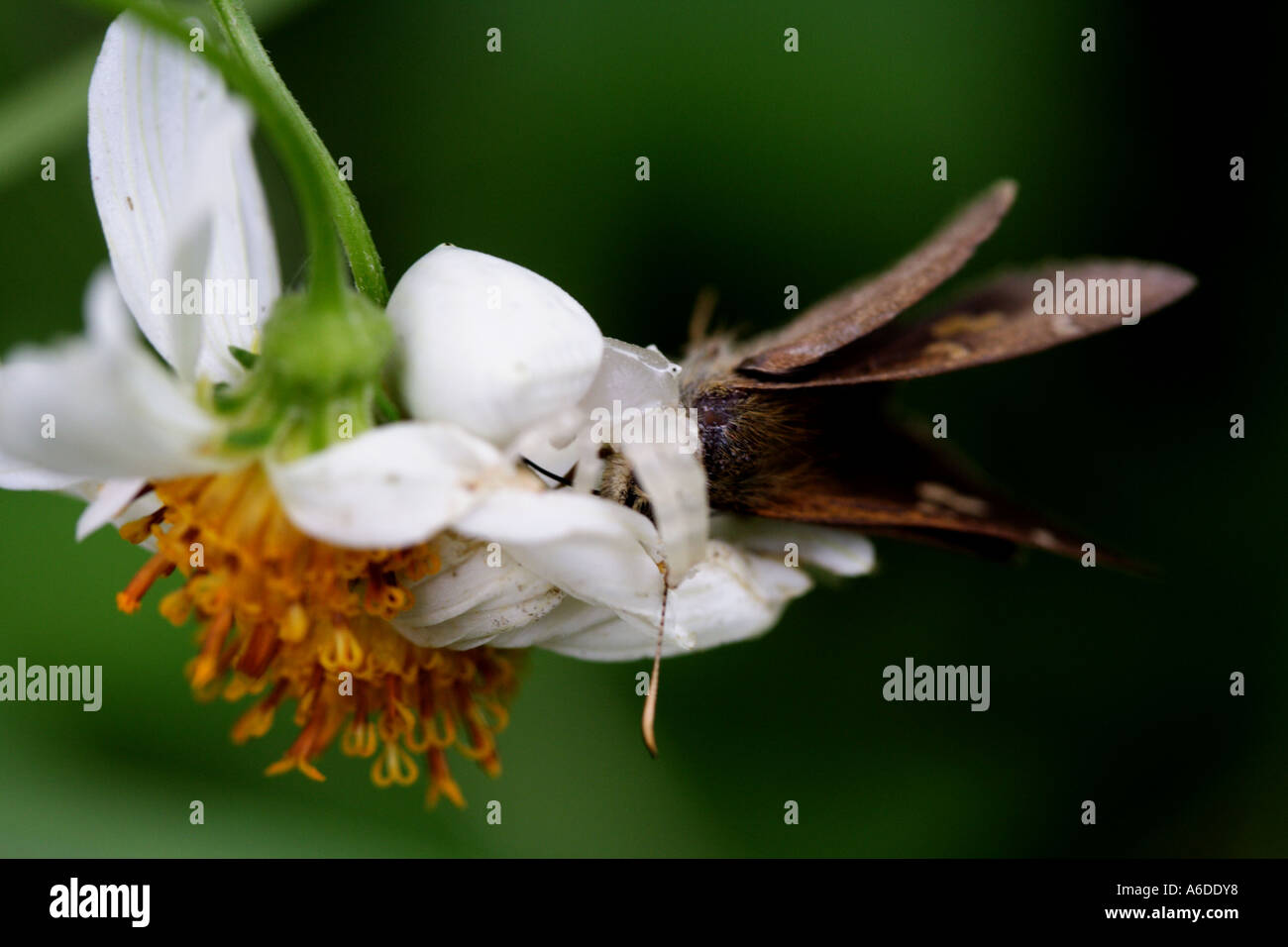CLOSE UP OF A WHITE FLOWER SPIDER EATING A MOTH BAPDA6185 Stock Photo ...