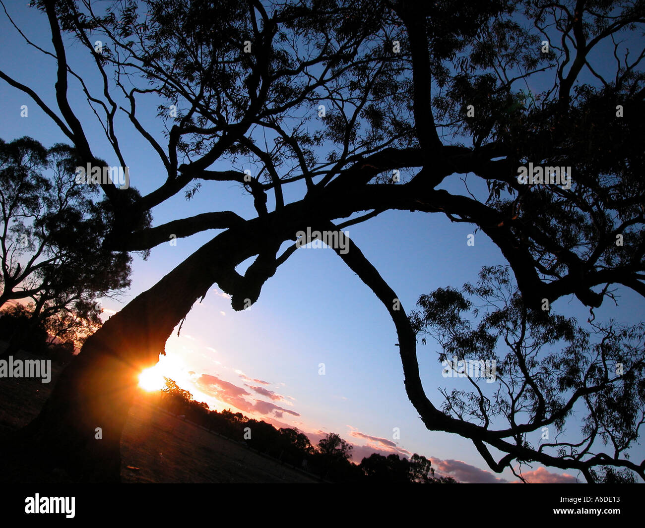 Sunset on gum tree Canberra Australia Stock Photo - Alamy