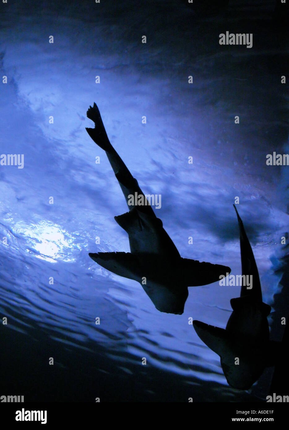 Shark menace hi-res stock photography and images - Alamy