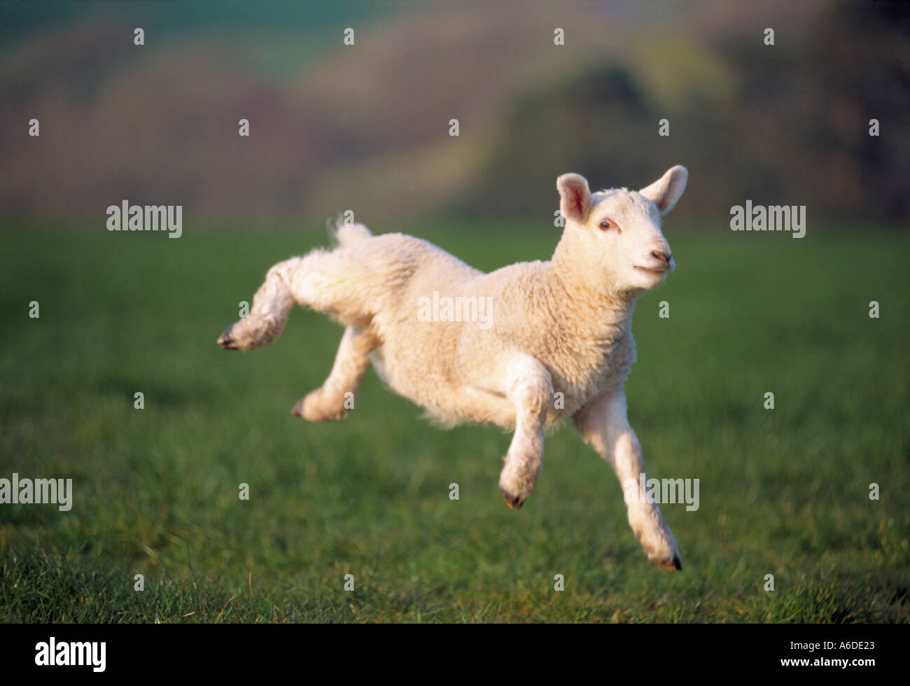 Spring lamb leaping Devon UK Stock Photo - Alamy