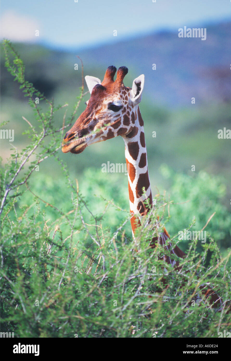 Giraffe eating tree leaves Masi Mara National Park Kenya Stock Photo ...