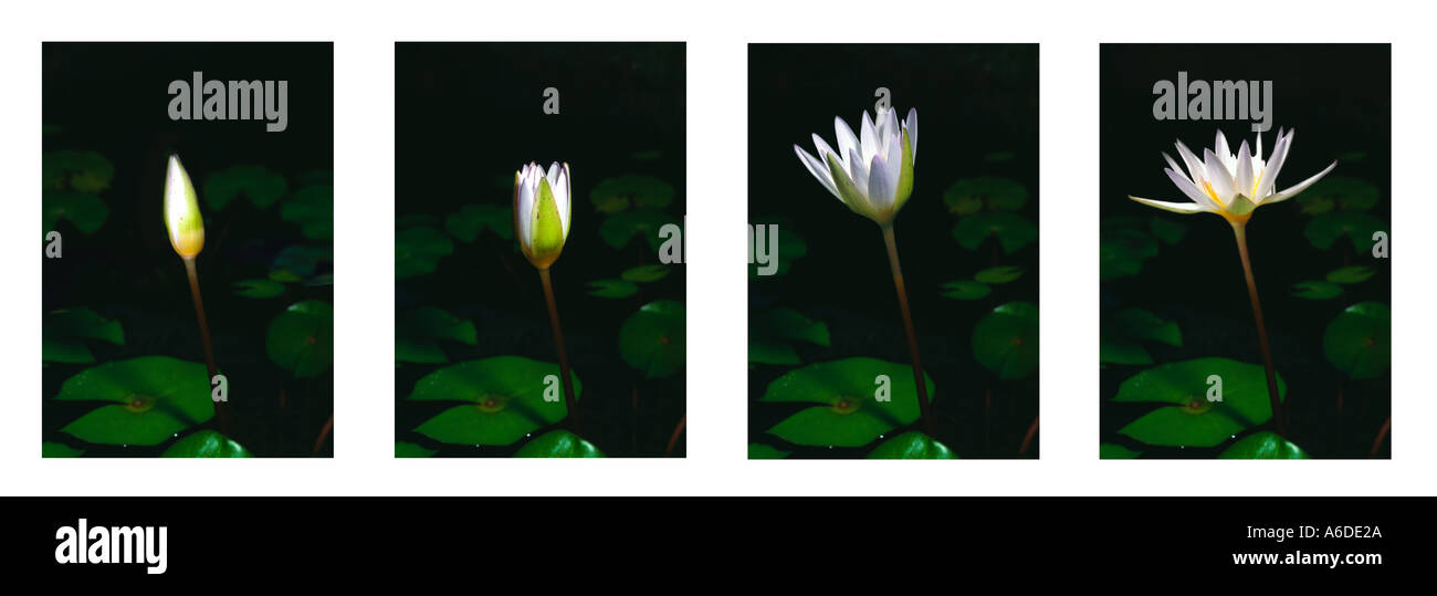 Flower growing sequence Cut Out Stock Images & Pictures - Alamy