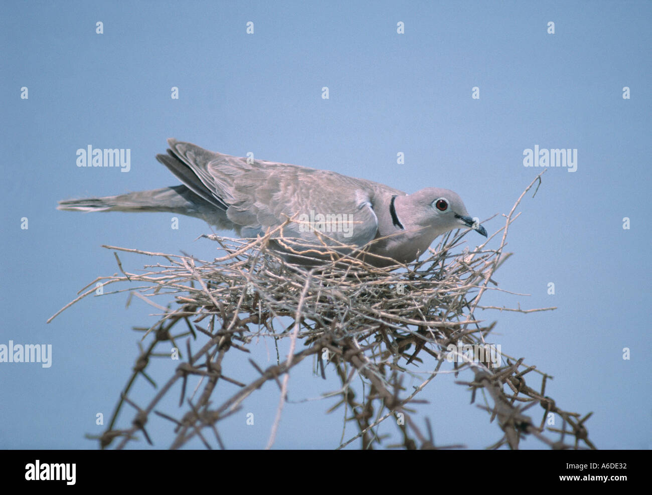 Collared Dove nesting on Barbed Wire Bahrain Arabian Gulf Stock Photo ...