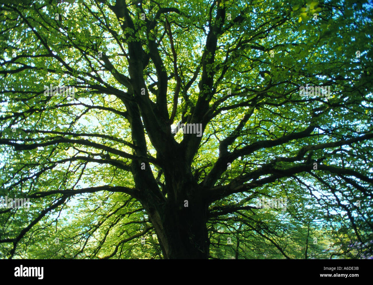 Branches of Beech Tree Dorset UK Stock Photo - Alamy