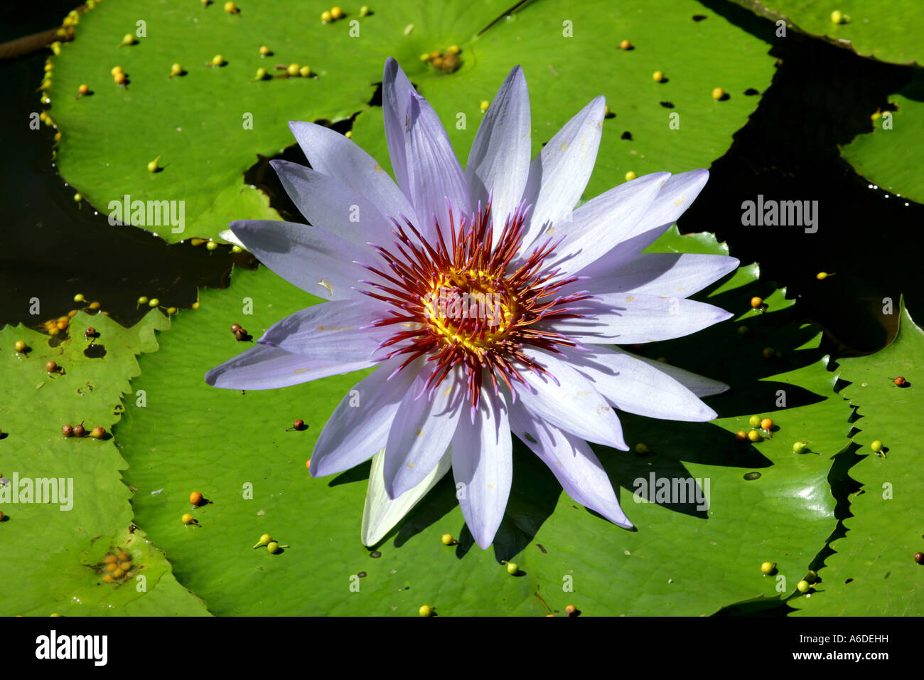 High angle view of a water lily floating on water Stock Photo - Alamy