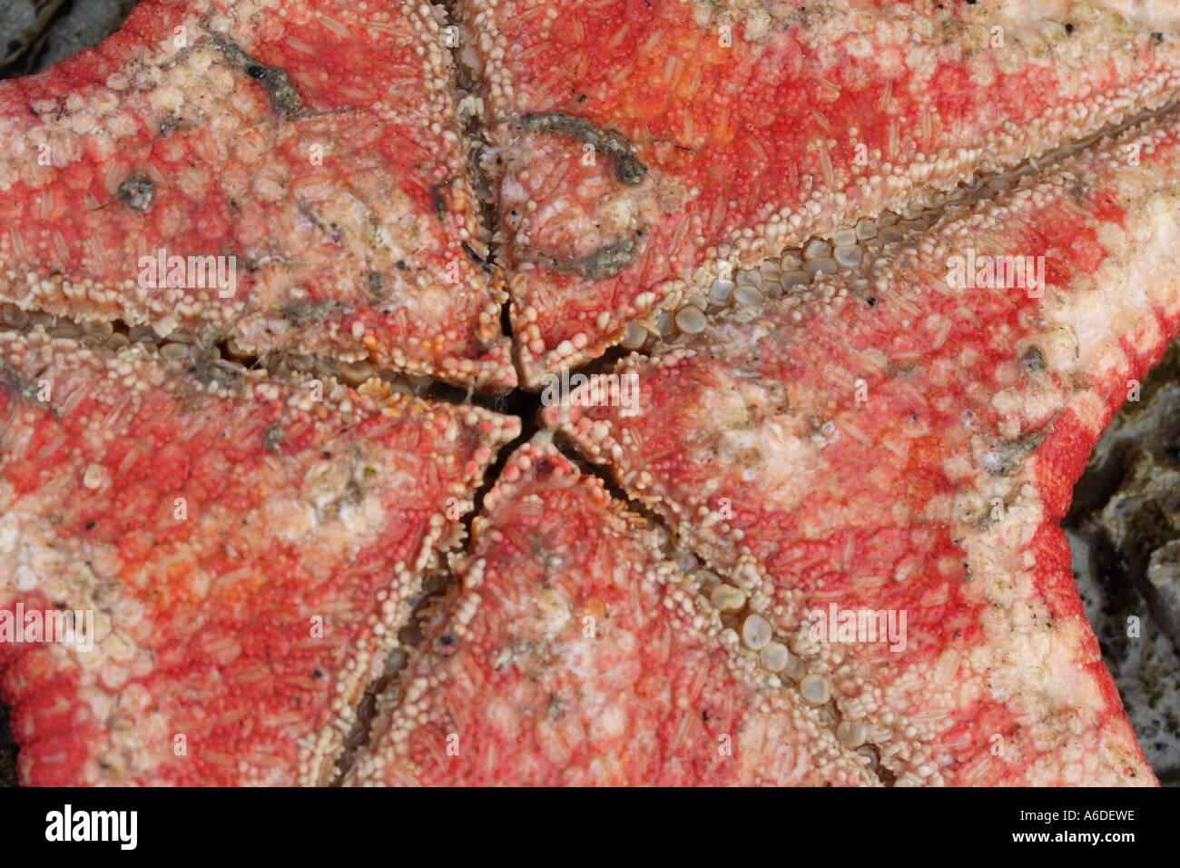 Underneath starfish hi-res stock photography and images - Alamy